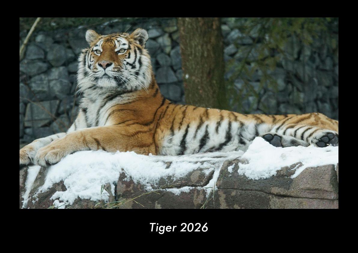 Tiger 2026 Fotokalender DIN A3 kaufen